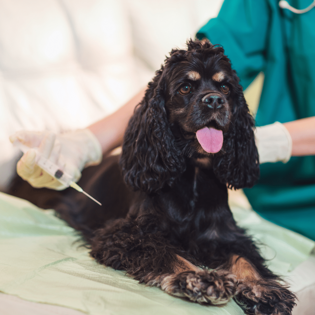 New Parvovirus Outbreak: What Does That Mean for My Dog? - Beach Avenue ...