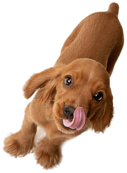 The Best Age to Spay a Dog — And Why Timing Matters
