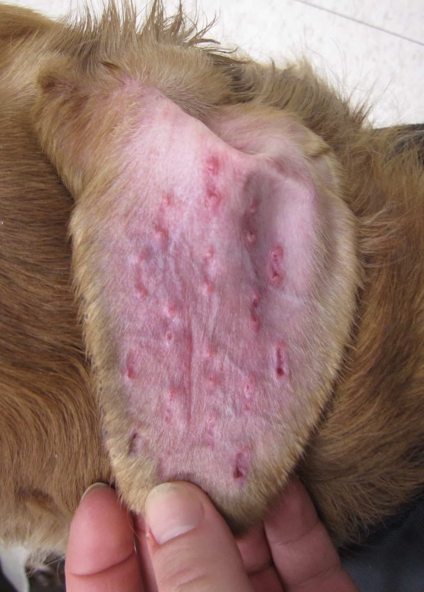 Aural Hematoma In Dogs Treatment - Beach Avenue Animal Hospital