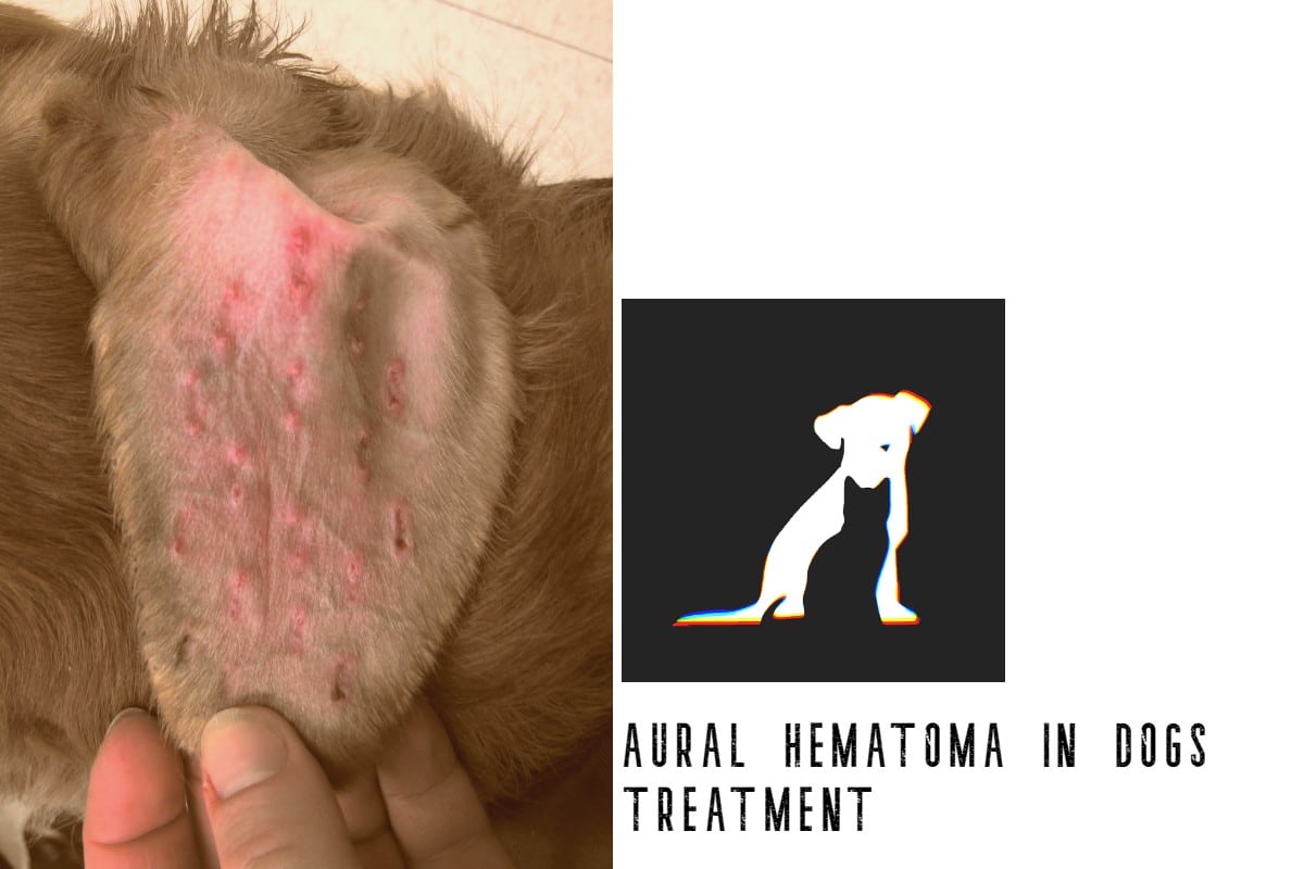 Aural Hematoma In Dogs Treatment - Beach Avenue Animal Hospital