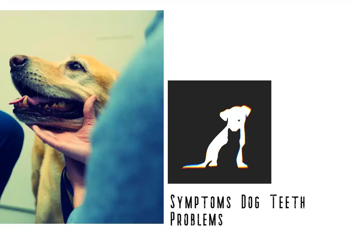 7 Warning Signs Your Dog May Have Teeth Problems