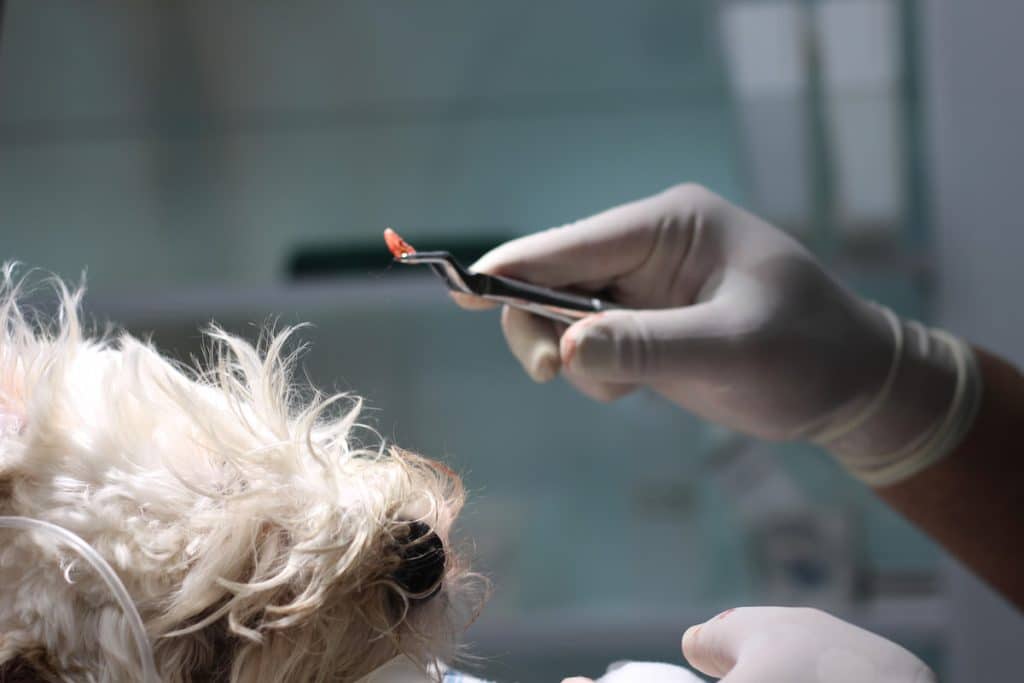Tooth Abscess in Dogs: Causes, Symptoms, Treatment, and Prevention
