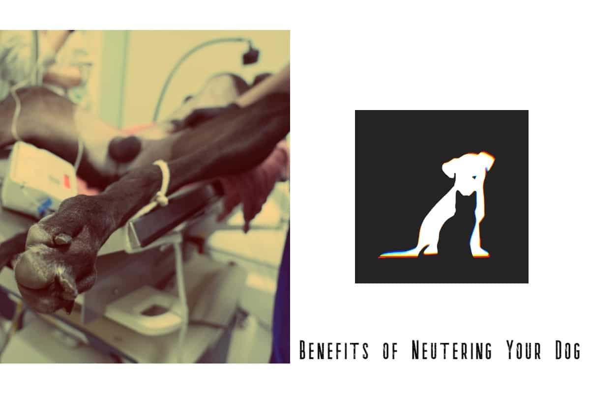 15+ Benefits of Neutering Your Dog Every Pet Owner Should Know