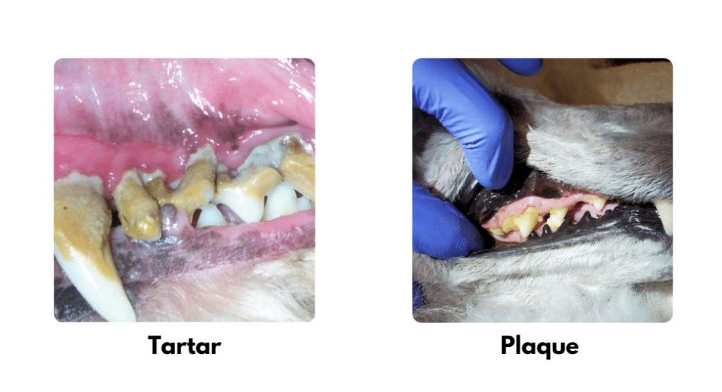 Plaque vs. Tartar in Dogs: Causes, Symptoms & Best Removal Methods