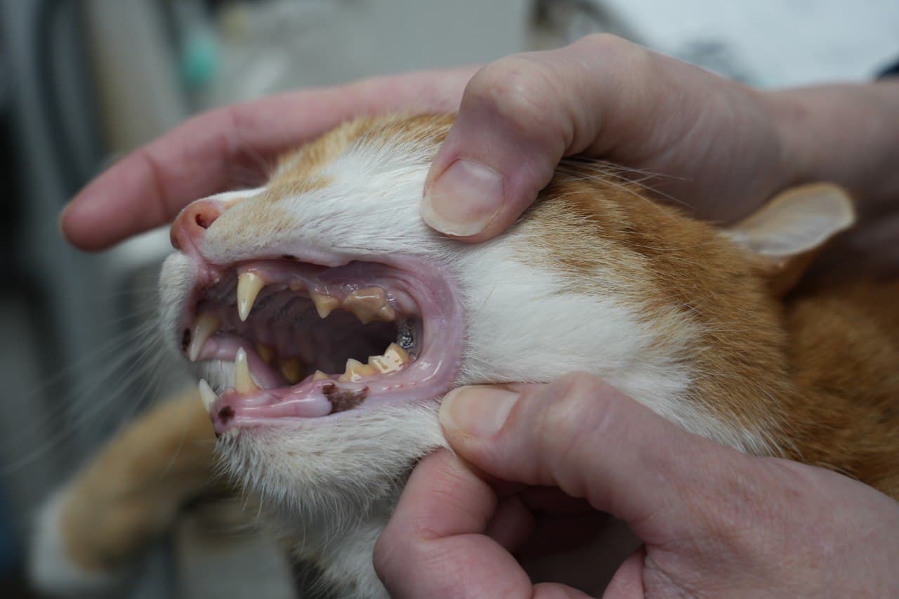 How to Get Rid of Tartar on Cats’ Teeth | Dental Care Tips