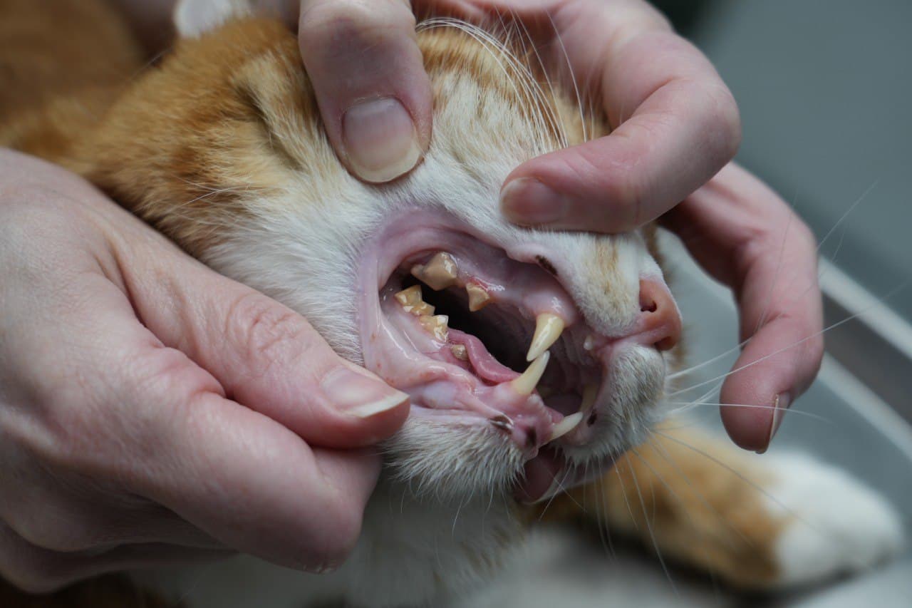 How to Get Rid of Tartar on Cats’ Teeth | Dental Care Tips