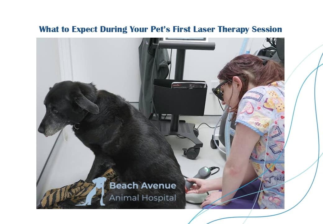 What to Expect During Your Pet’s First Laser Therapy